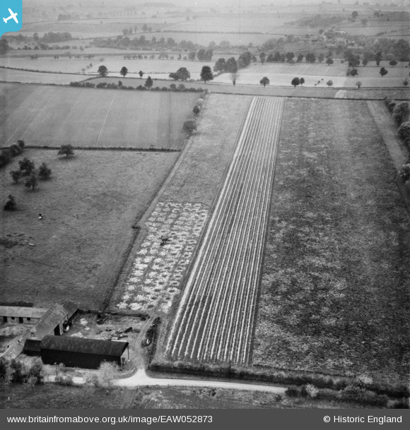 EAW052873 ENGLAND (1953). Rows of root vegetables at Cole's Farm and ...