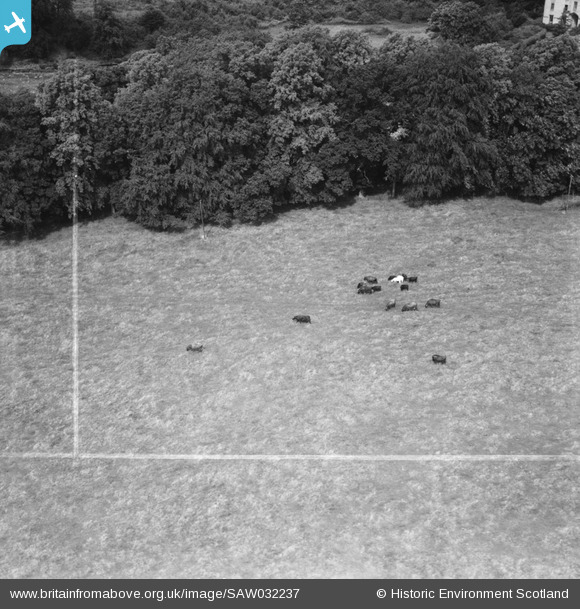 SAW032237 SCOTLAND (1950). Saltoun Hall Estate, Pencaitland. Cattle. An ...