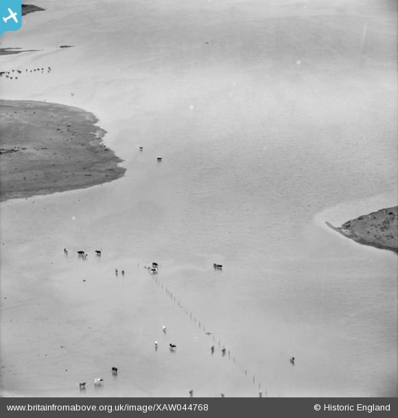 XAW044768 NORTHERN IRELAND (1952). Cattle in Lough Beg, Lough Beg ...