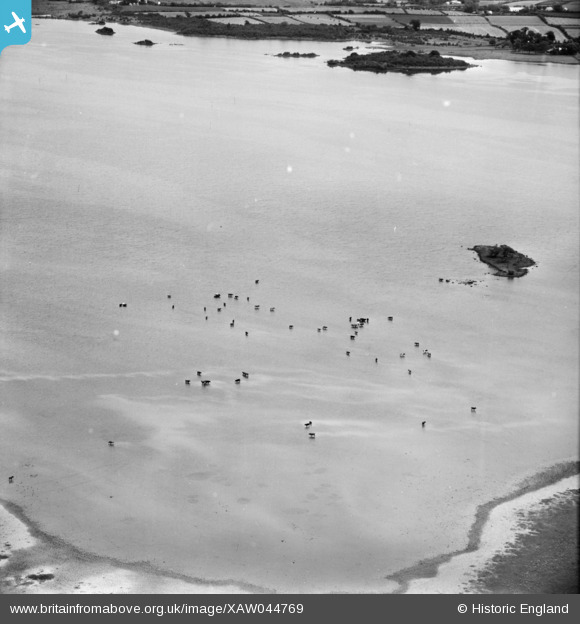 XAW044769 NORTHERN IRELAND (1952). Cattle in Lough Beg, Lough Beg ...